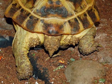Tortaddiction A Helpful Guide To Determining The Sex Of Your Russian