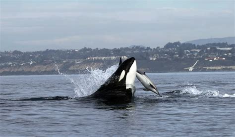 Killer Whale Hunting