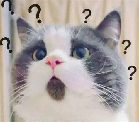 고양이 물음표 밈 생성기