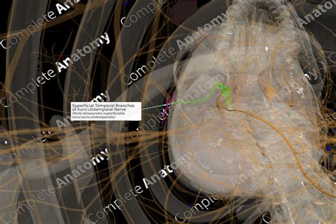 Superficial Temporal Branches Of Auriculotemporal Nerve Left