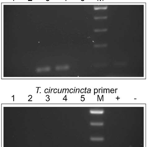 Qualitative Identification Of Trichostrongylid Nematodes Of Goats Eggs Download Scientific
