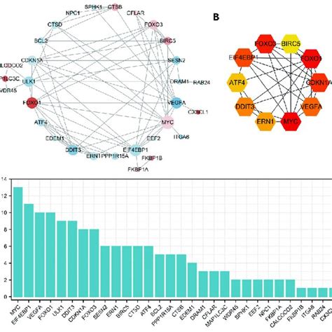 Pathway Analysis And Functional Analysis Of Differentially Expressed Download Scientific