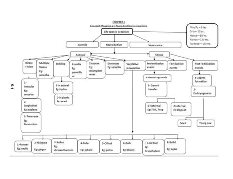 Reproduction Concept Map Biology High Babe