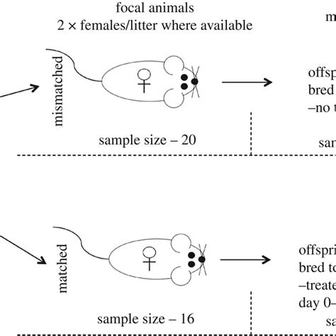 The Experimental Design Of A Sex Allocation Study Investigating Whether Download Scientific