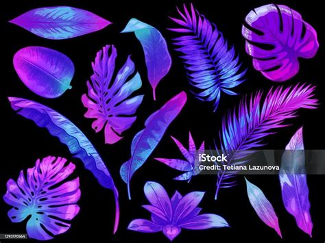 네온 열대 잎 색 이국적인 나무와 식물 잎 화려한 야자수 잎 손으로 그린 벡터 일러스트 레이션 세트 0명에 대한 스톡 벡터 아트 및 기타 이미지 Istock