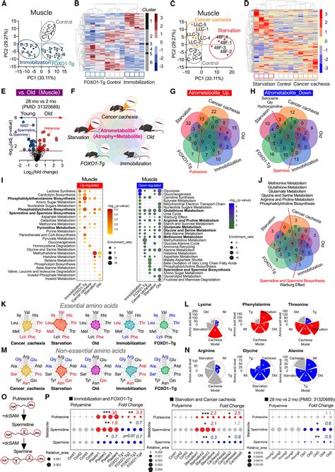 Multi Dimensional Metabolomic Remodeling Under Diverse Muscle Atrophic Stimuli In Vivo Cell Reports