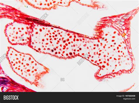 Flower Ovule Under Microscope