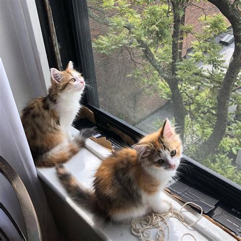 Jappi And Jess Siberian Vitality