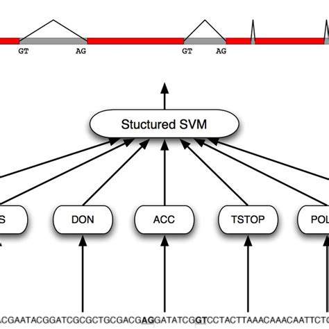 Example Graph Maximum Clique The Number Of Vertices Of A Maximum Download Scientific Diagram