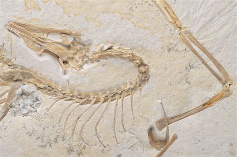Archaeopteryx Skeleton Archaeopteryx Fossil Stock Image C0459456