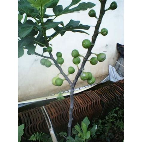 Jual Bibit Buah Tin Green Yourdan Siap Tanam Shopee Indonesia