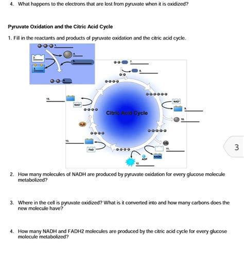 Solved What Happens To The Electrons That Are Lost From Pyruvate When Is Oxidized Pyruvate