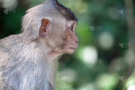可爱的猴子