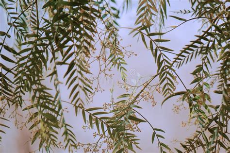 Green Tree Leaves Texture In The Nature Stock Image Image Of Outdoors Leaf