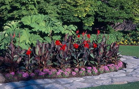 Canna Lily Umass Amherst Greenhouse Crops And Floriculture Program