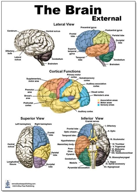 Brain Anatomy And Function