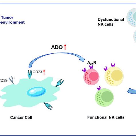 Adenosine Axis In The Tumor Microenvironment Mediates Immune Download Scientific Diagram