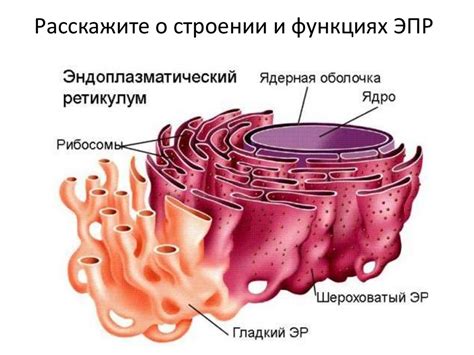 Аппарат Гольджи Лизосомы Вакуоли презентация онлайн