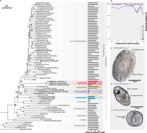 Phylogenomic Reconstruction Of The Marine Alveolates A Ml Analysis Of A