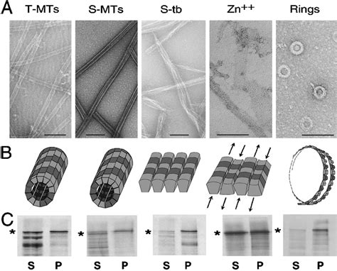 Togp Binds Altered Lattice Structures The Sites On Tubulin And The Download Scientific Diagram