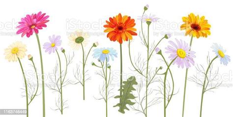 수평 세트 카모마일 거베라 화이트 레드 오렌지 꽃 싹 잎 줄기 파노라마 보기 디자인 벡터에 대한 수채화 스타일의 흰색 배경에