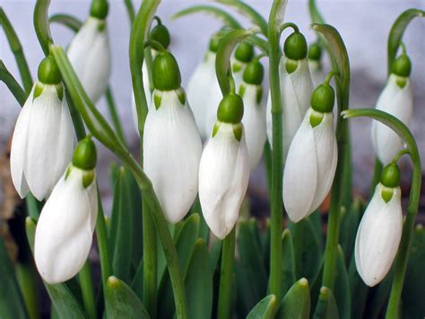 Download Imagini De Primavara De Pus Pe Desktop Peisaje Desktop Imagine Cu Ghiocei On Itl Cat