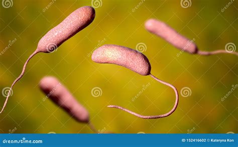 Vibrio Vulnificus Red Blood Cells And White Blood Cells Royalty Free