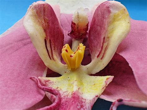 Honor Magic Pro Camera Test Dxomark