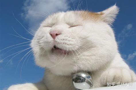 小猫名字可爱又吉祥的猫咪名字个个好听 知乎