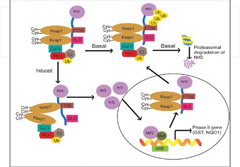 [pdf] Multiple Modes Of Nrf2 Regulation And Transcriptional Response Semantic Scholar