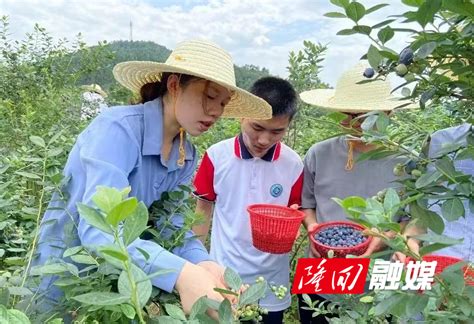 三阁司镇禾塘村：蓝莓树上结出“致富果”乡镇新闻隆回新闻网