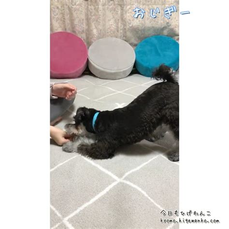 ミニチュアシュナウザーのベラさんおじぎする 今日もひげわんこ