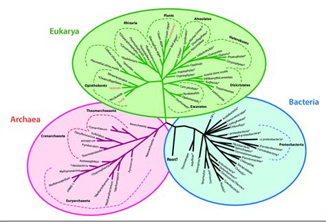 Archaea Bacteria