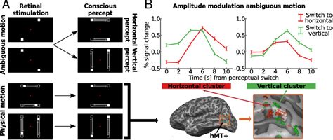 Figure 1 From Columnar Clusters In The Human Motion Complex Reflect Consciously Perceived Motion
