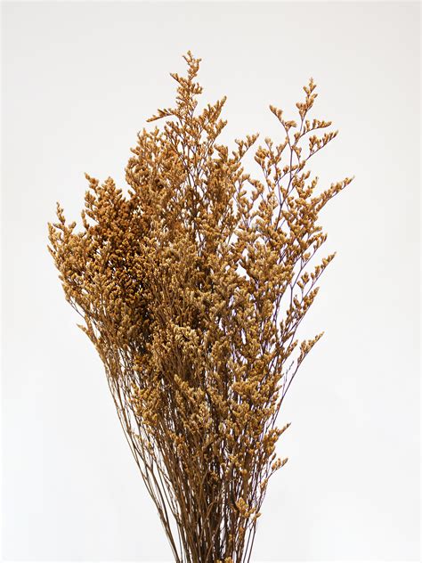 Лимоніум стабілізований теракотовий купити в Україні за низькою ціною • Dfb Elements