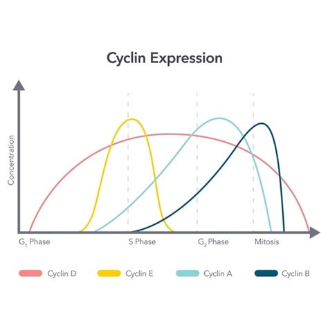 136 Cyclin Dependent Kinases Royalty Free Photos And Stock Images Shutterstock