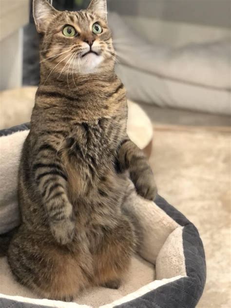 Standard Issue Cat R Standardissuecat