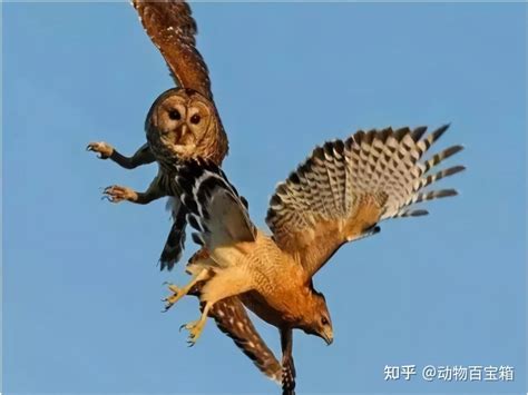 猫头鹰有哪些常见的种类？有什么特点？ 知乎