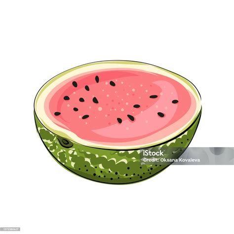 검은 씨앗 스케치 스타일 흰색 배경에 고립 된 벡터 일러스트와 줄무늬와 빨간색 수박을 슬라이스 컷 잘 익은 큰 베리의 현실적인 손 그리기 25 센트에 대한 스톡 벡터 아트