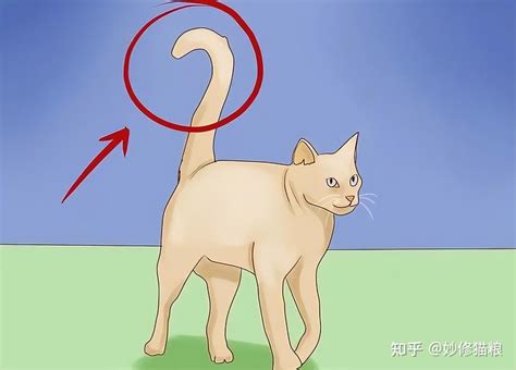 猫咪的尾巴会说话，这些尾巴语言，你读懂了吗？ 知乎