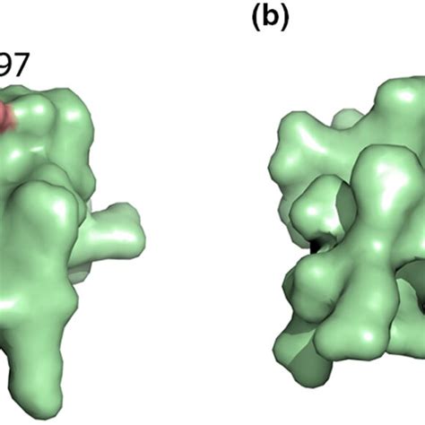 Surface Representation Of The Structure Of The Extracellular Domain Of Download Scientific