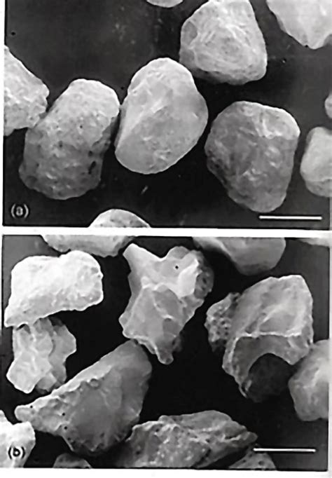 Scanning Electron Microscopy A Rounded B Angular Courtesy Of