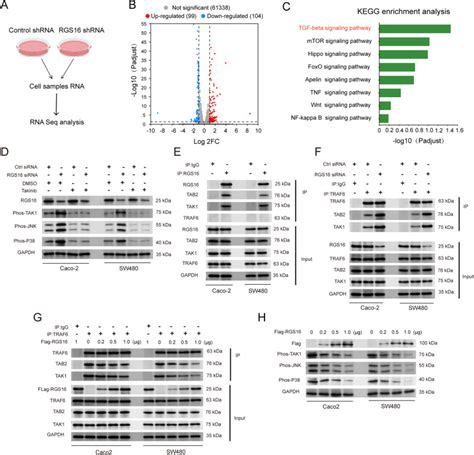 Regulator Of G Protein Signaling 16 Restrains Apoptosis In Colorectal