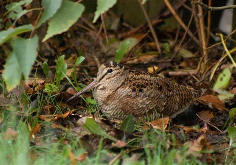 Woodcock Birdwatch Ireland