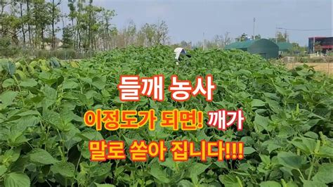 들깨 농사 이 정도가 되면 깨가 말로 쏟아 집니다 Youtube
