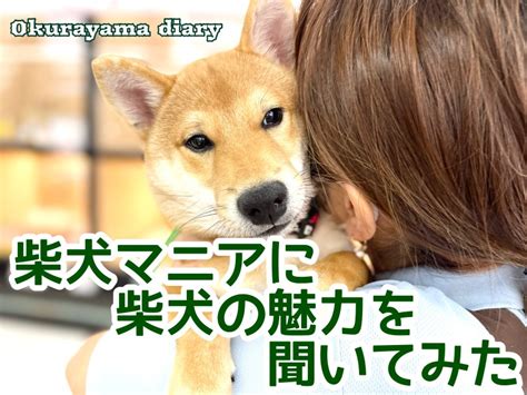 柴犬レポート 】柴犬マニアに柴犬の魅力を聞いてみよう！ マルワンblog ペットショップ マルワン 小さめ子犬 美形な子猫 初心者安心