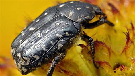 Что сделать чтобы жук Аленка пропал Смотреть онлайн в поиске Яндекса по Видео