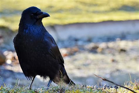 갈가마귀 까마귀 까마귀 새 새 검은 깃 보통 까마귀 계산서 Piqsels