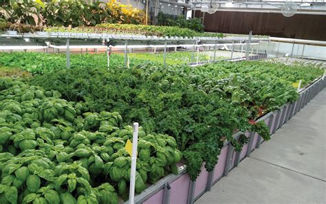 The Complete Guide To Hydroponic Growing Systems Choosing The Right Hydroponic Garden System