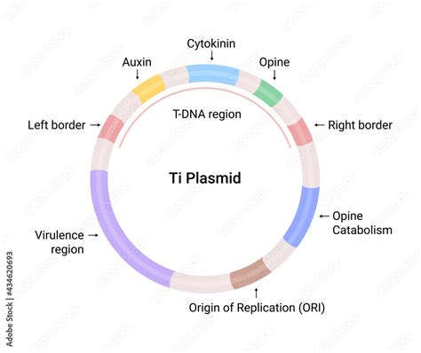 Vector Illustration Of Ti Plasmid Structure Stock Vector Adobe Stock